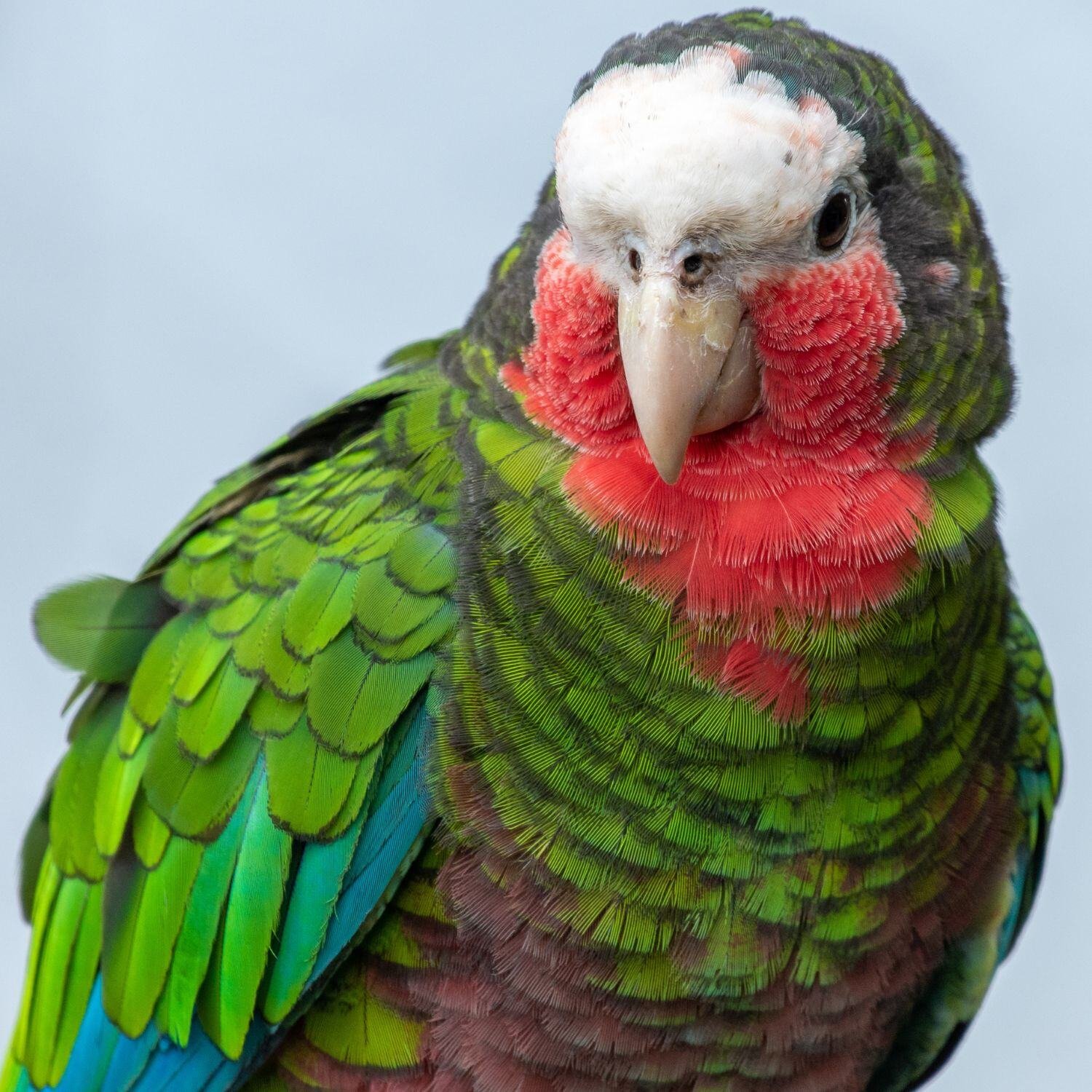What Do Parrots Actually Eat? Hint: It's Not What You Think.